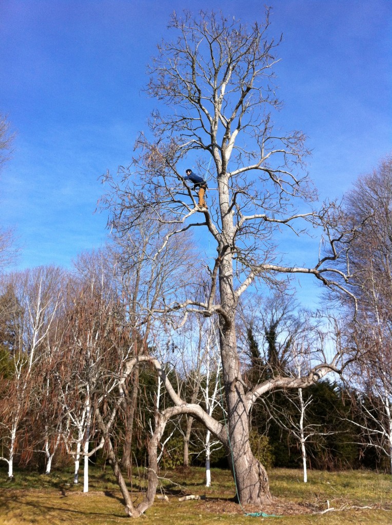 Crown Cleaning – Greene's Tree & Garden LLC